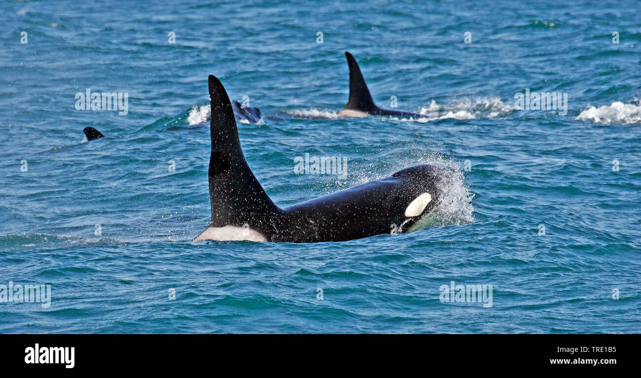 orca, great killer whale, grampus (Orcinus orca), group at water ...