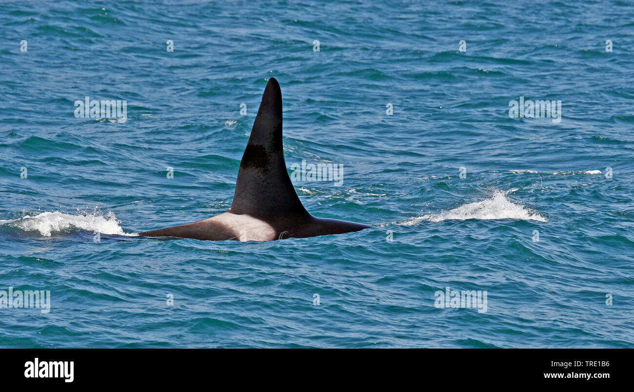 Orca great killer whale grampus hi-res stock photography and images - Alamy