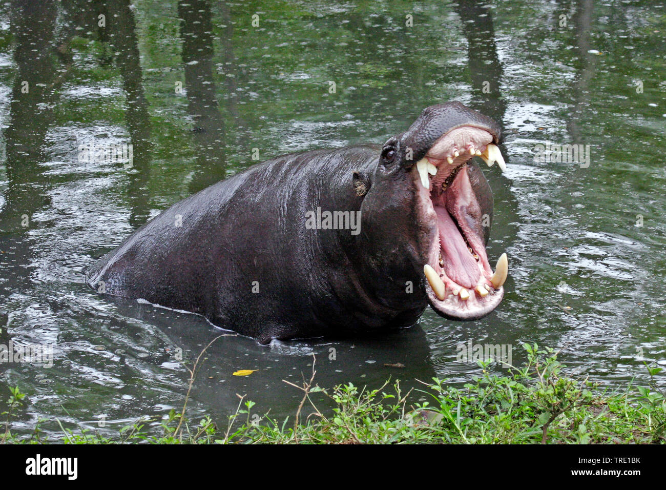 Pygmy hippopotamus hexaprotodon liberiensis hi-res stock photography ...