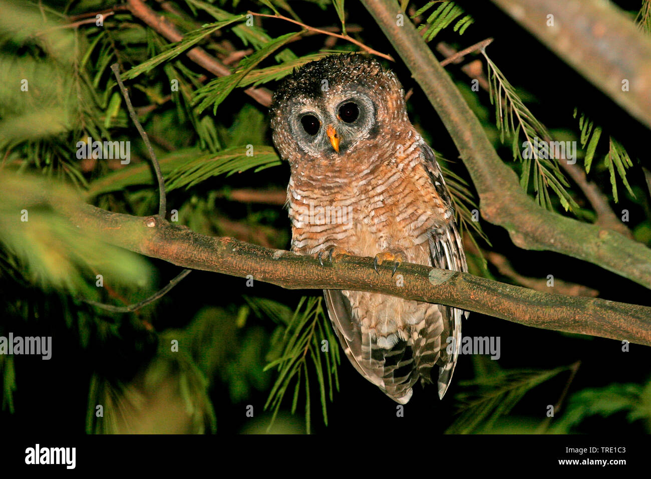 African night owl hi-res stock photography and images - Alamy
