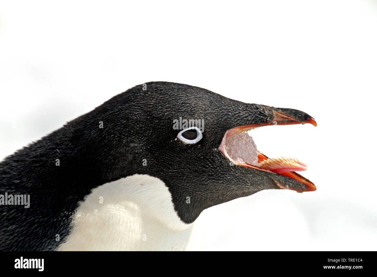 Adelie penguin hi-res stock photography and images - Alamy