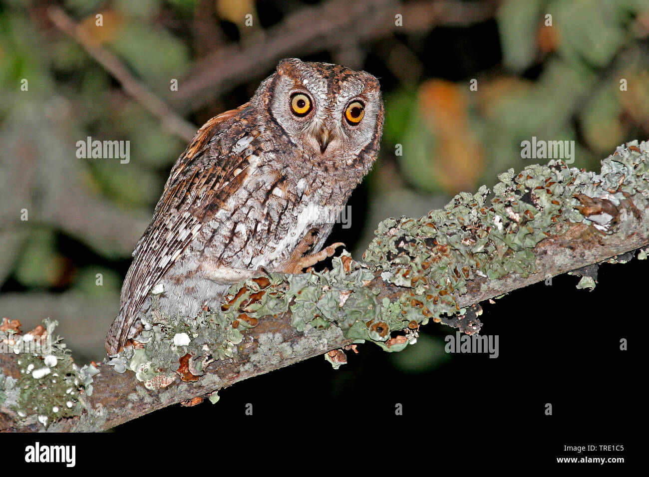 African scops owls hi-res stock photography and images - Alamy