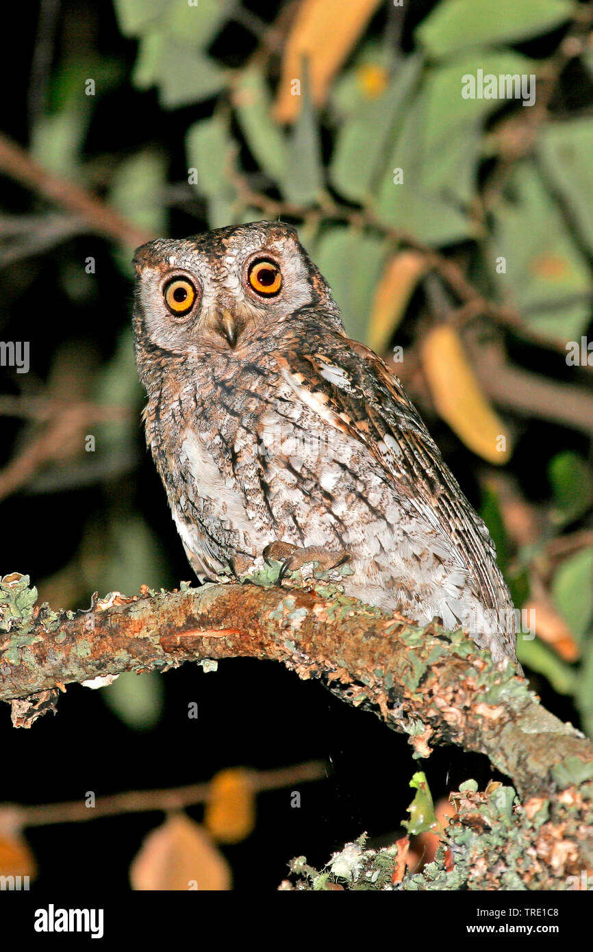 African scops owl hi-res stock photography and images - Alamy