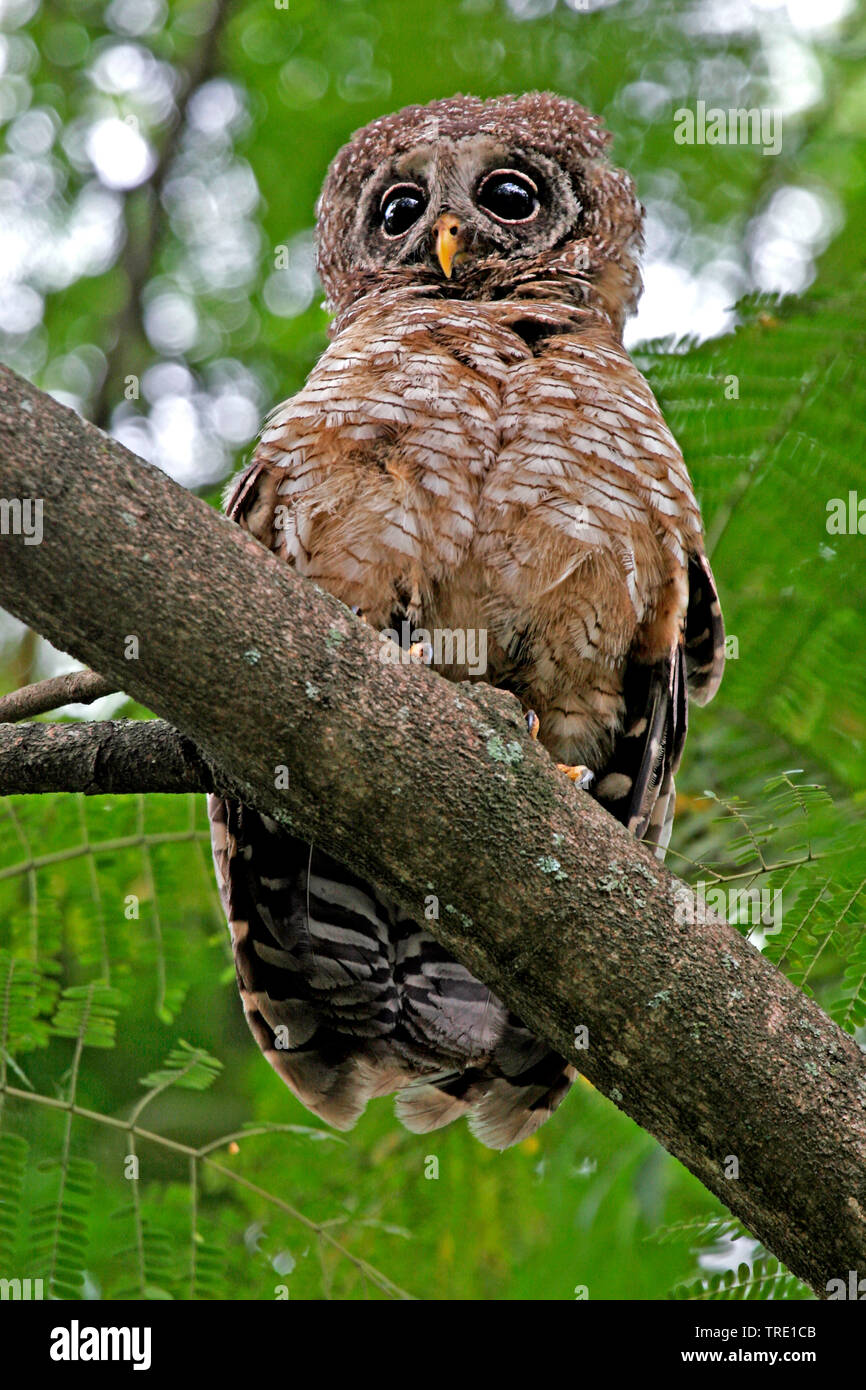 African wood owl (Strix woodfordii), on a branch, Uganda Stock Photo ...