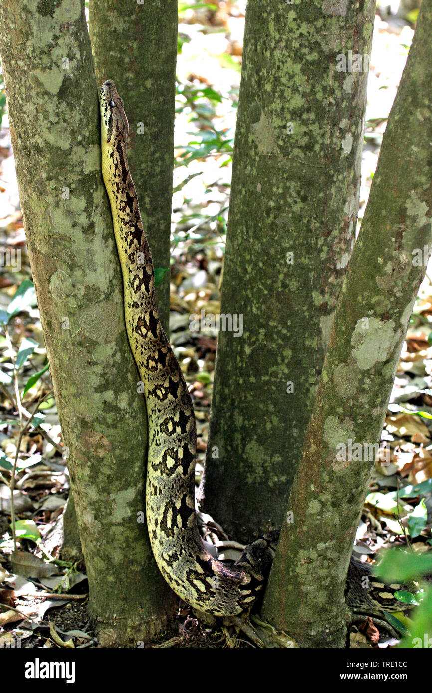 Dumeril's boa (Acrantophis dumerili, Boa dumerili), at a tree trunk ...
