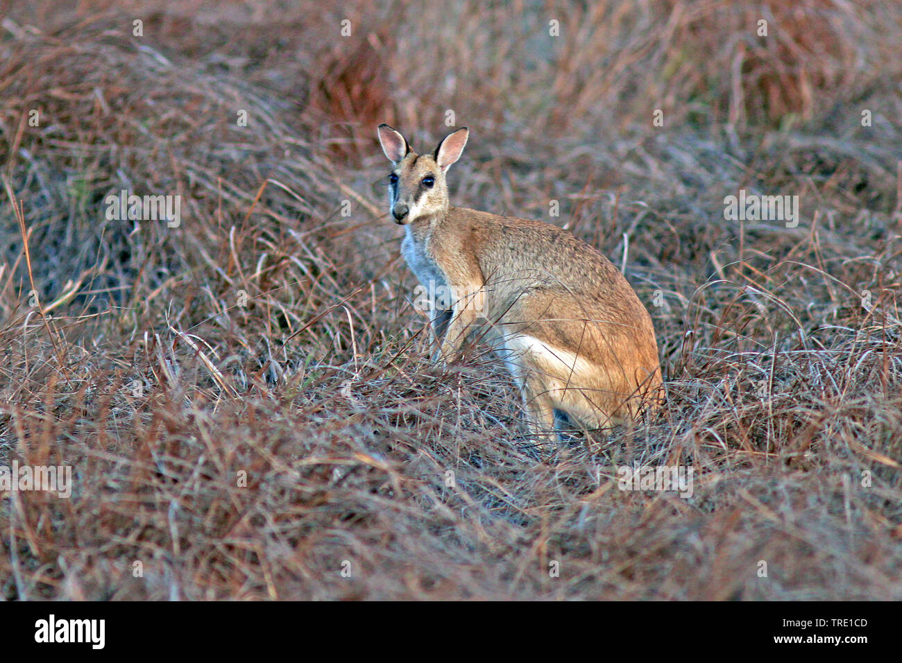 agile wallaby, sandy wallaby (Macropus agilis, Wallabia agilis ...