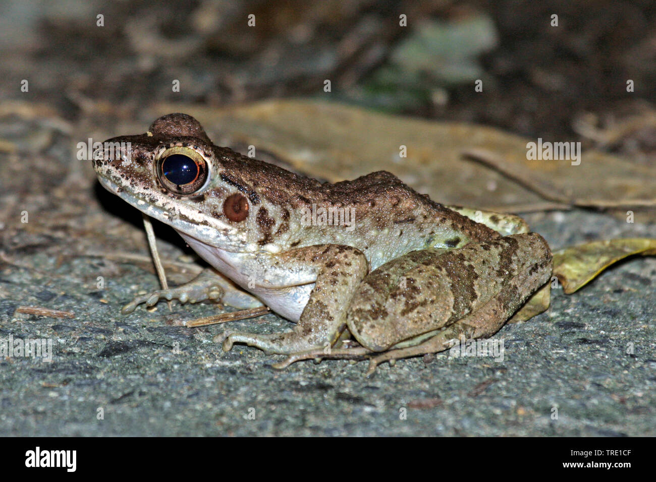 Amami tip-nosed frog, Odorrana amamiensis (Odorrana amamiensis), sits ...