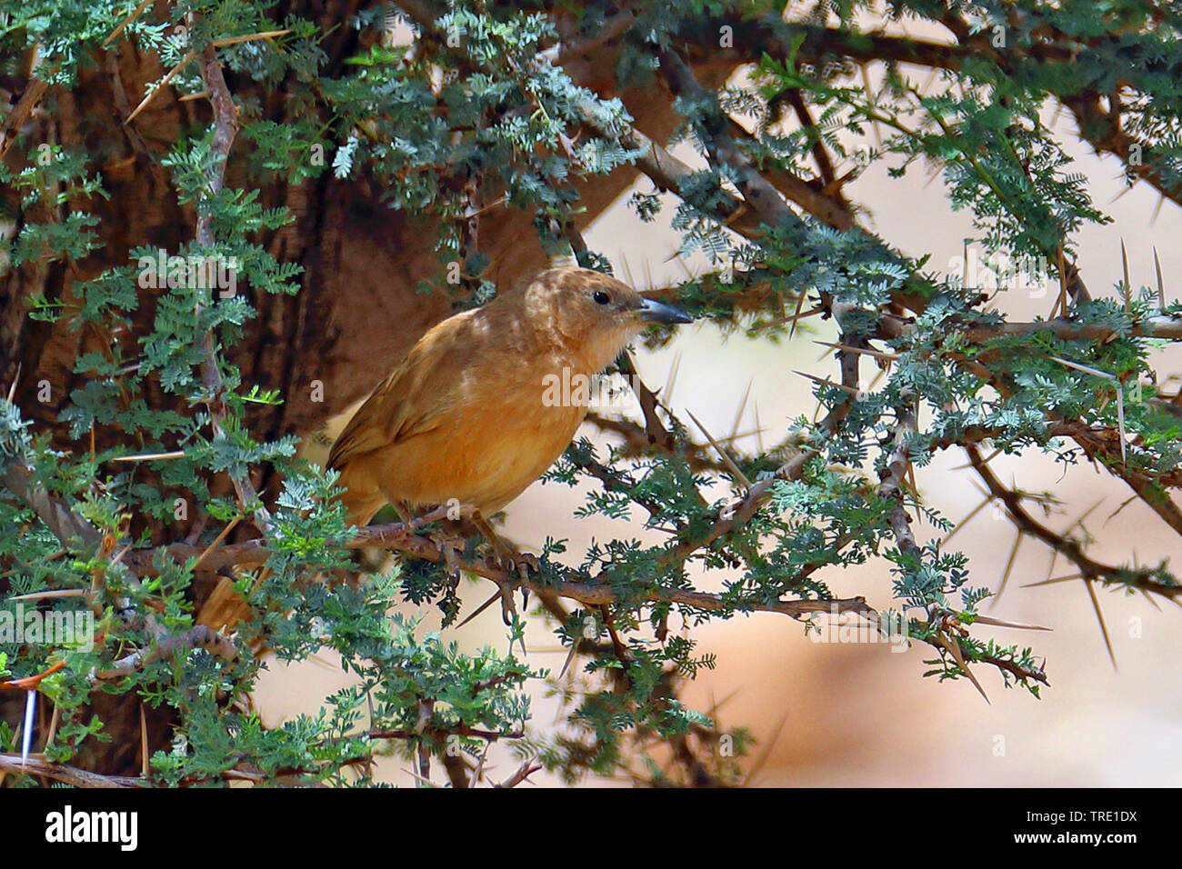 Bush animals hi-res stock photography and images - Alamy