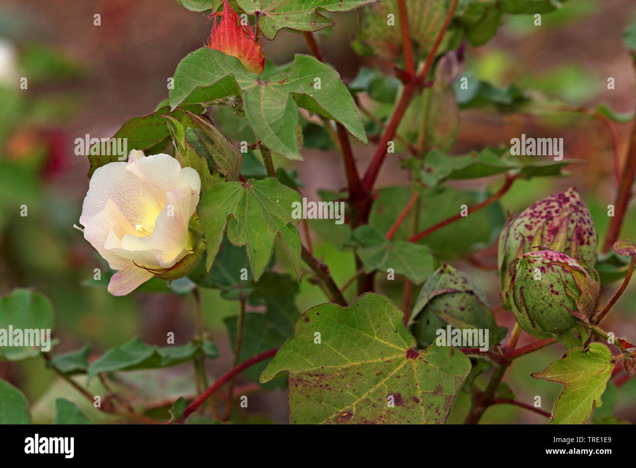 Cotton plant pink flower hi-res stock photography and images - Alamy