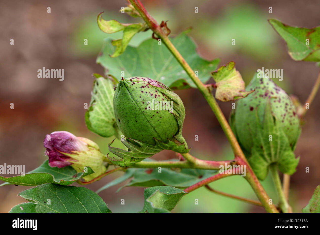 Botany of cotton plant hi-res stock photography and images - Alamy