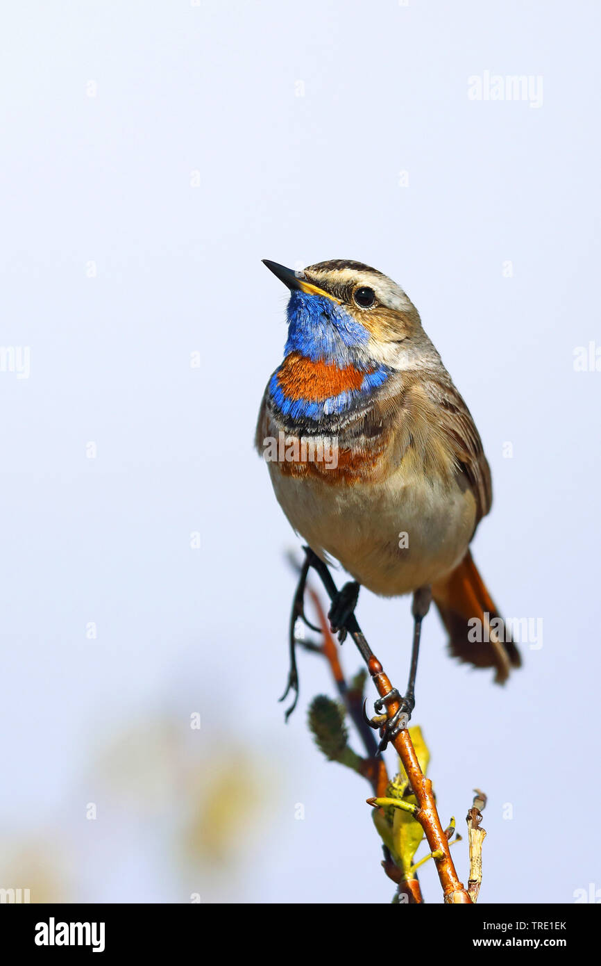 bluethroat (Luscinia svecica svecica), male on a willow, Norway ...
