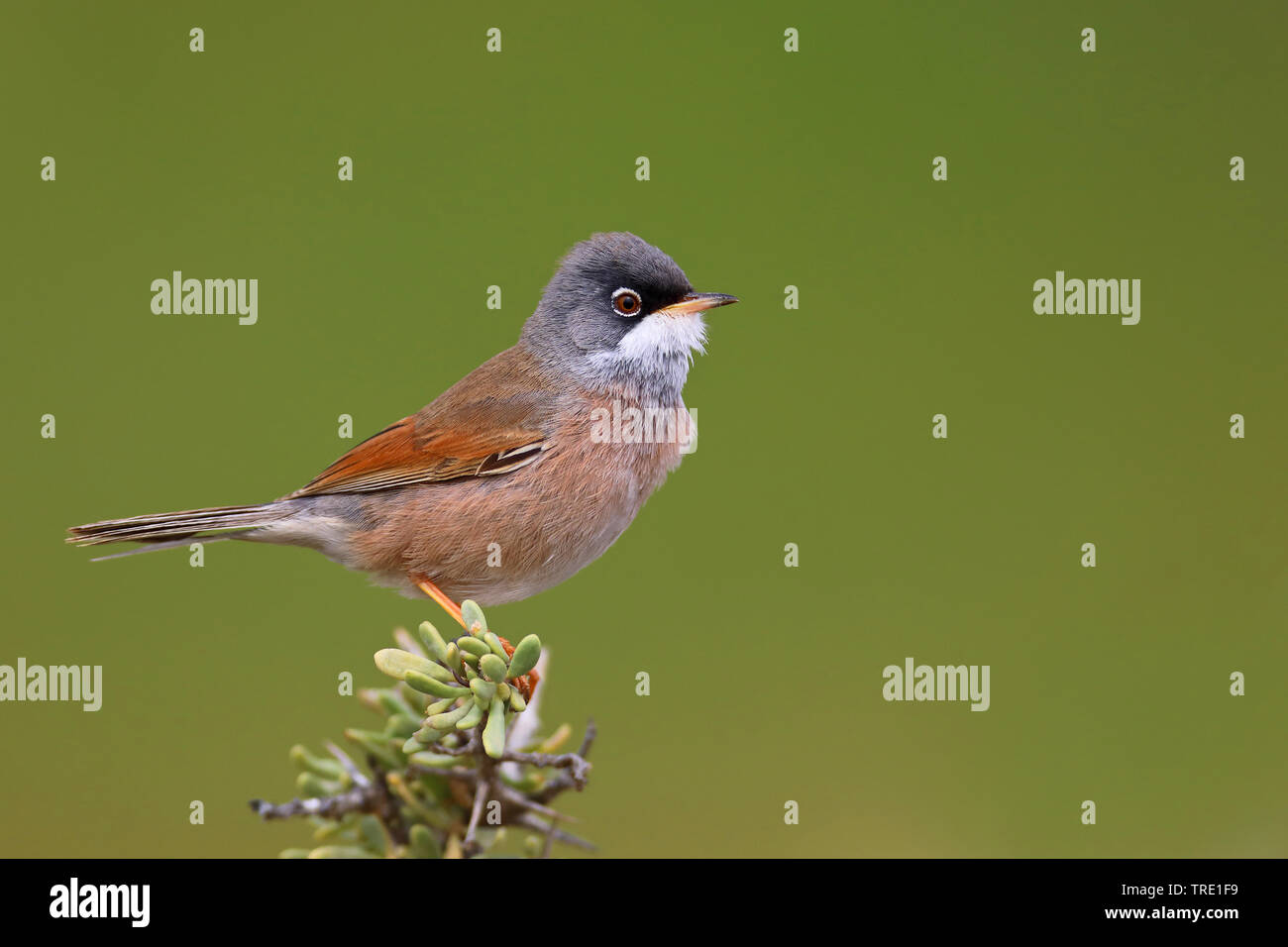 spectacled warbler (Sylvia conspicillata), male, Canary Islands ...