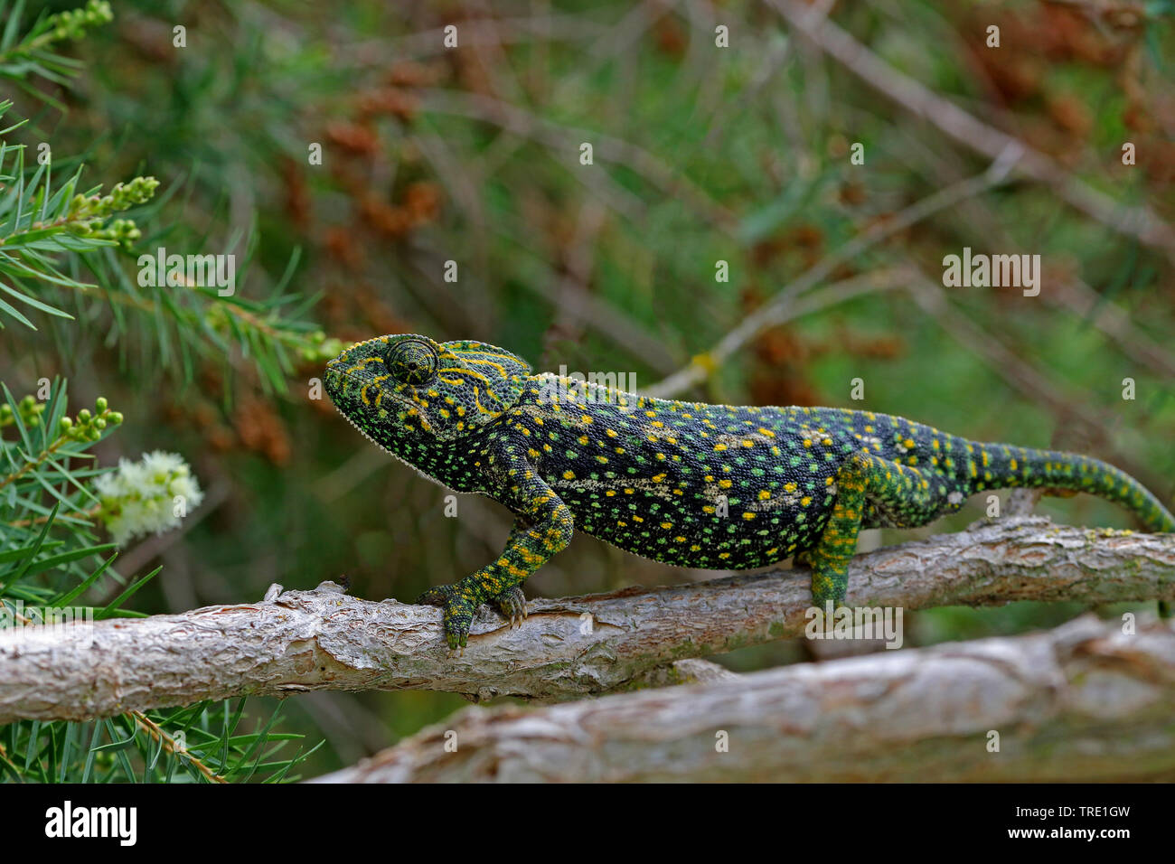 Mediterranean chameleon, African chameleon, common chameleon (Chamaeleo ...