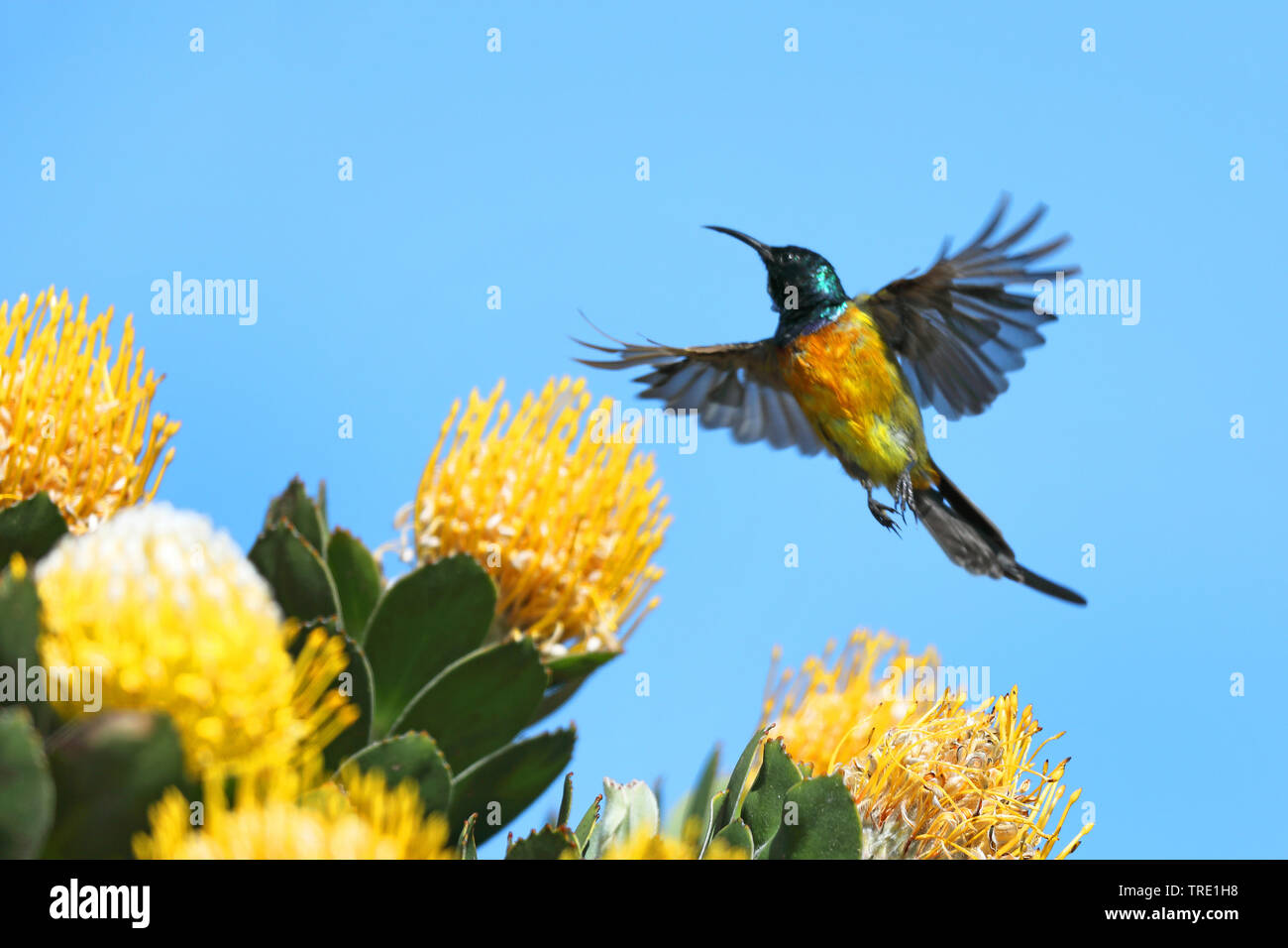 Orangebreasted Sunbird, Orange-breasted Sunbird (Anthobaphes violacea ...