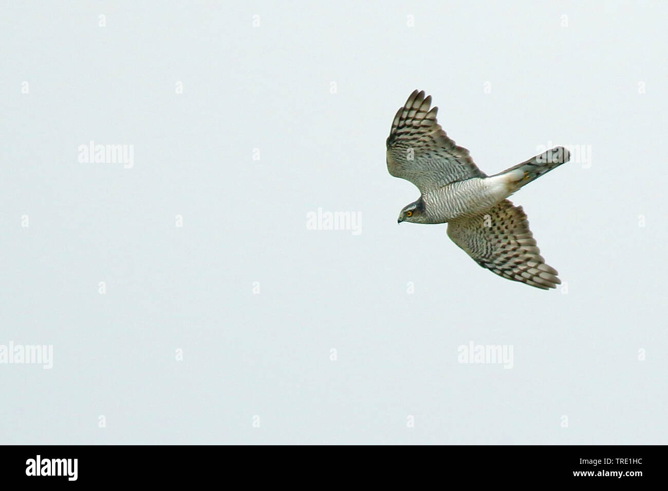 Goshawk flight northern hi-res stock photography and images - Alamy