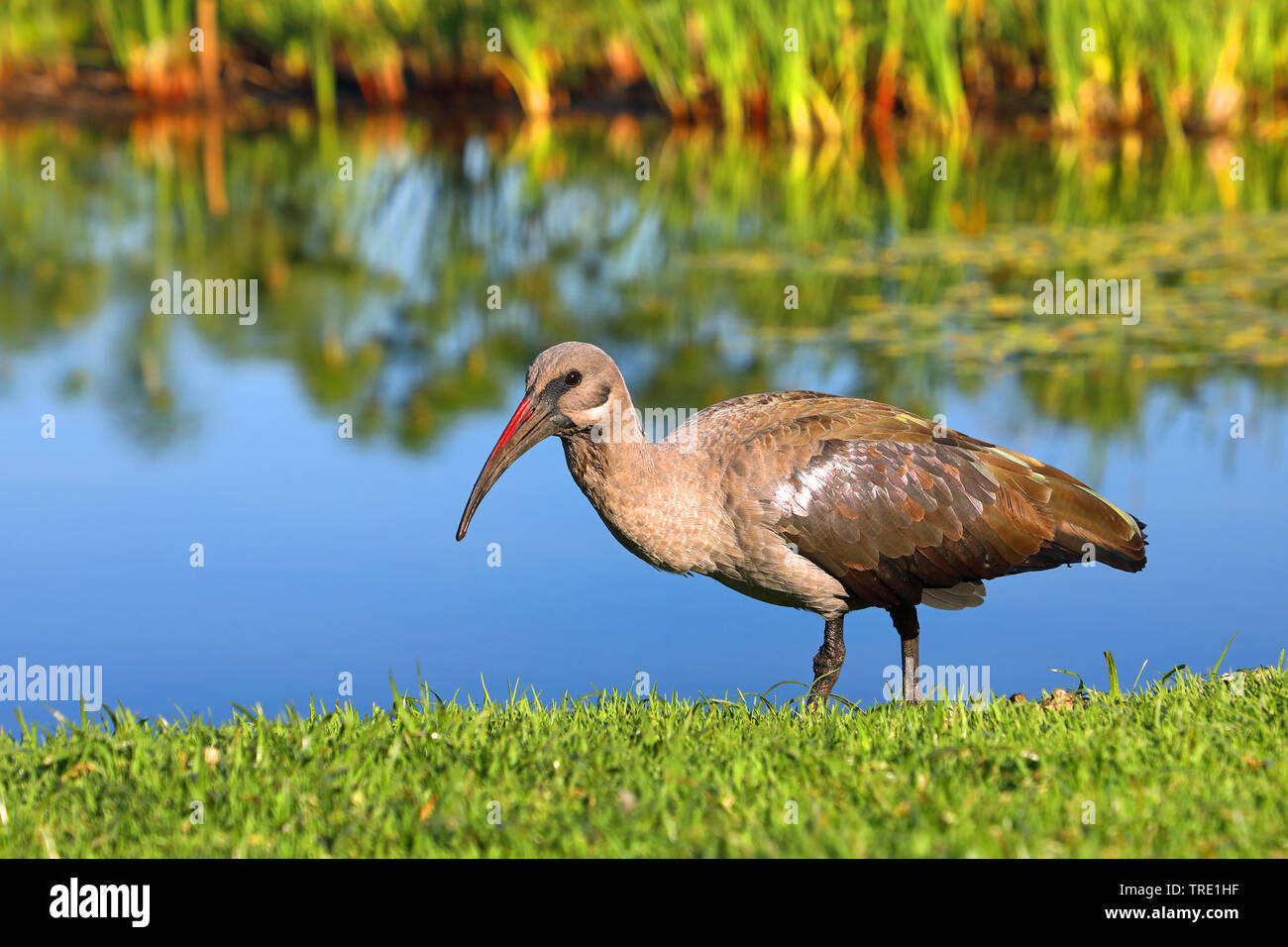 Hadeda Ibis (Bostrychia hagedash, Hagedashia hagedash), walking at lake ...