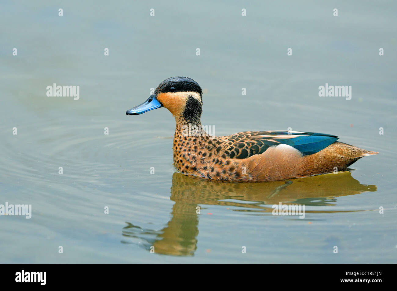 hottentot teal (Anas punctata), swimming, South Africa, Marievale Bird ...
