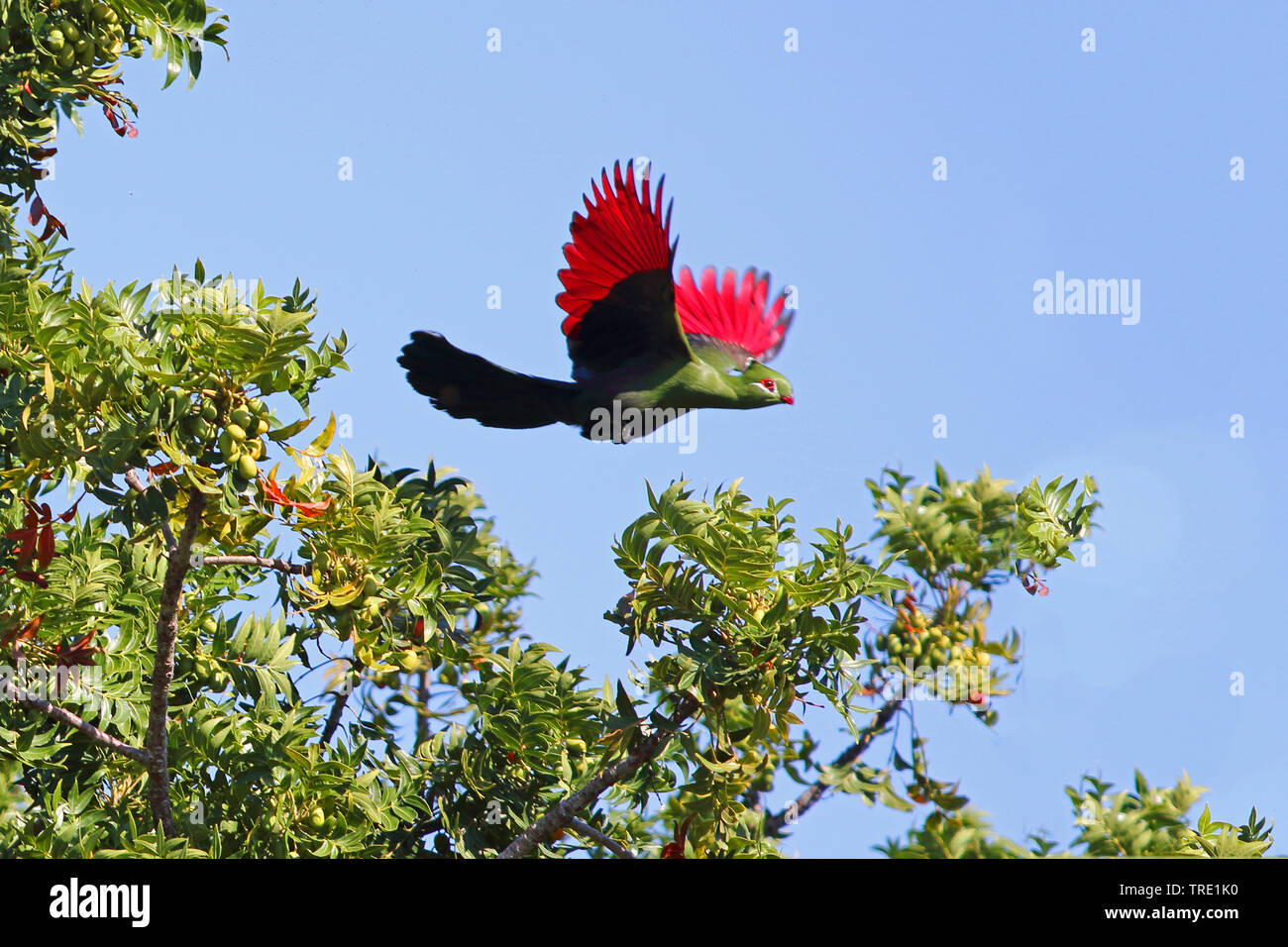 Knysna lourie hi-res stock photography and images - Alamy