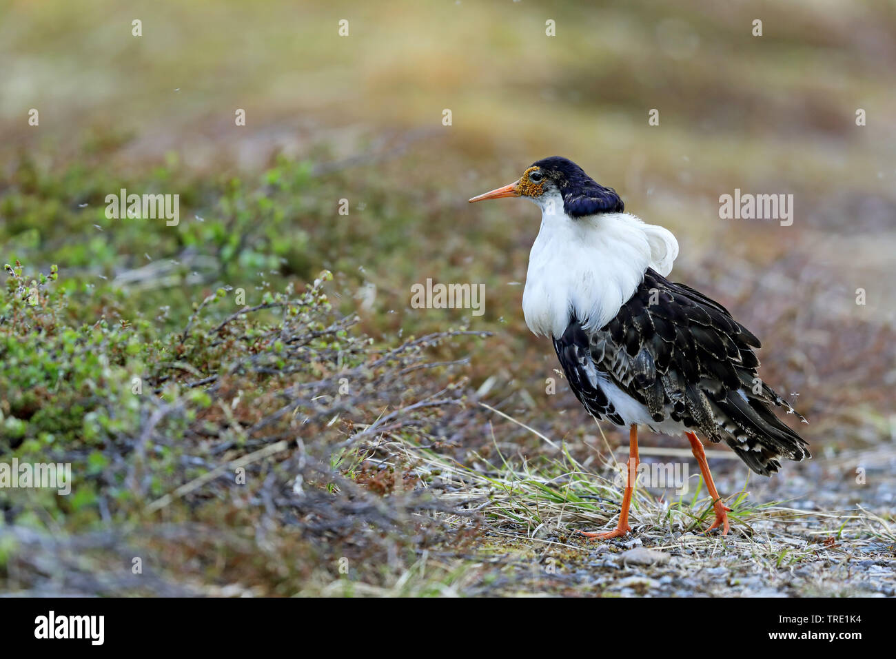 Male ruff in breeding plumage hi-res stock photography and images - Alamy