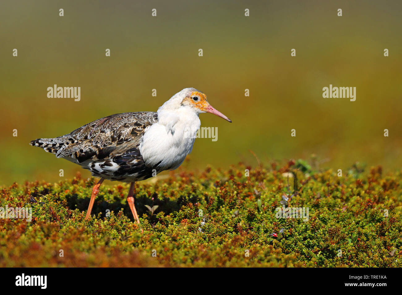 Male Ruff In Breeding 219 Breeding Ruff Stock Photos Free
