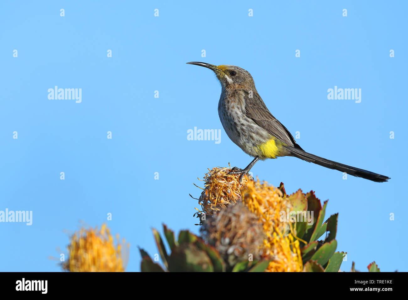 Cape sugarbird (Promerops cafer), sitting on Leucospermum, South Africa ...