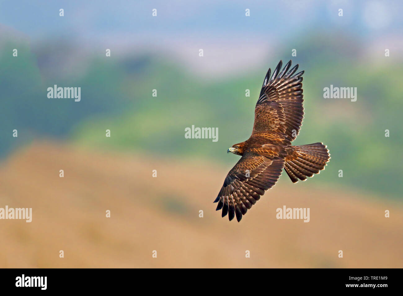 Buzzard flying hi-res stock photography and images - Alamy