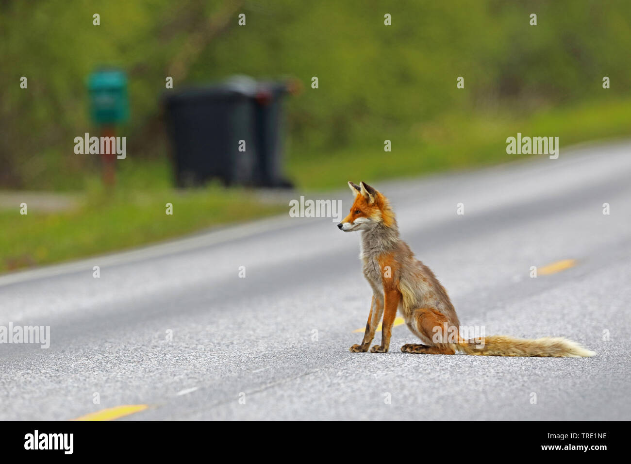 Fox sitting hi-res stock photography and images - Alamy