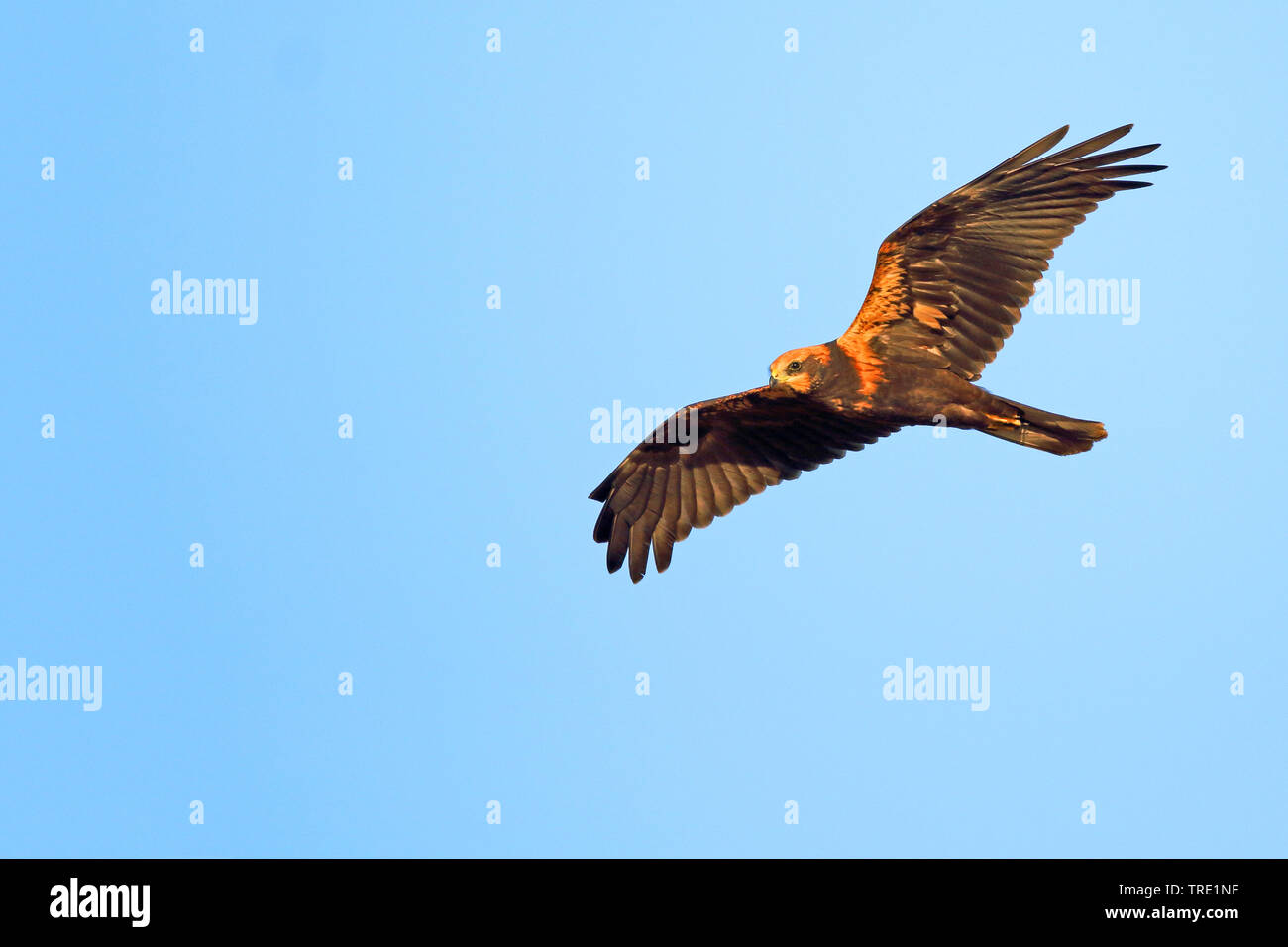 Marsh harrier juvenile in flight hi-res stock photography and images ...