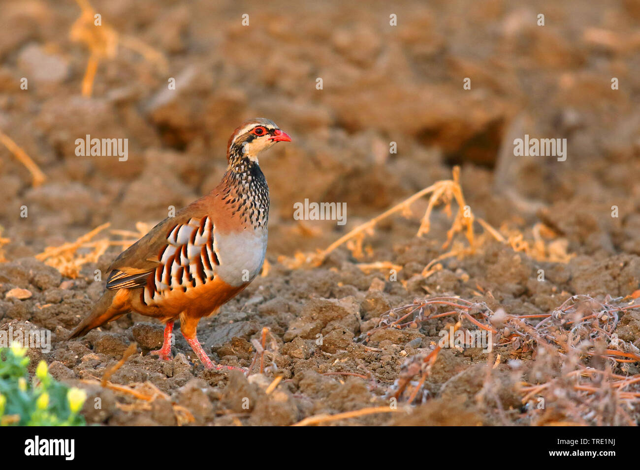 red-legged partridge (Alectoris rufa), walking on a field, Spain ...