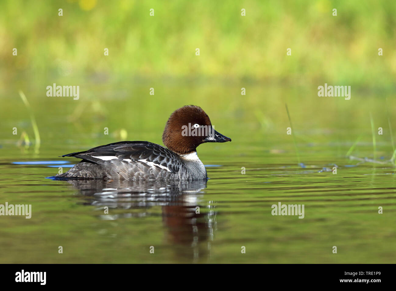 Female goldeneye duck hi-res stock photography and images - Alamy