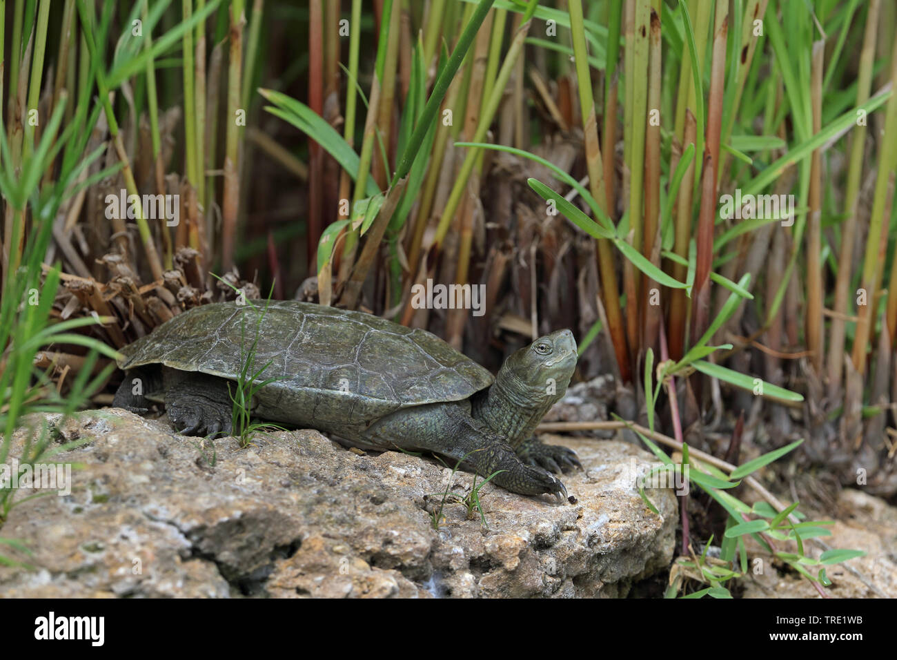 Maurish turtle, Mediterranean turtle (Mauremys leprosa), sunbathing on ...