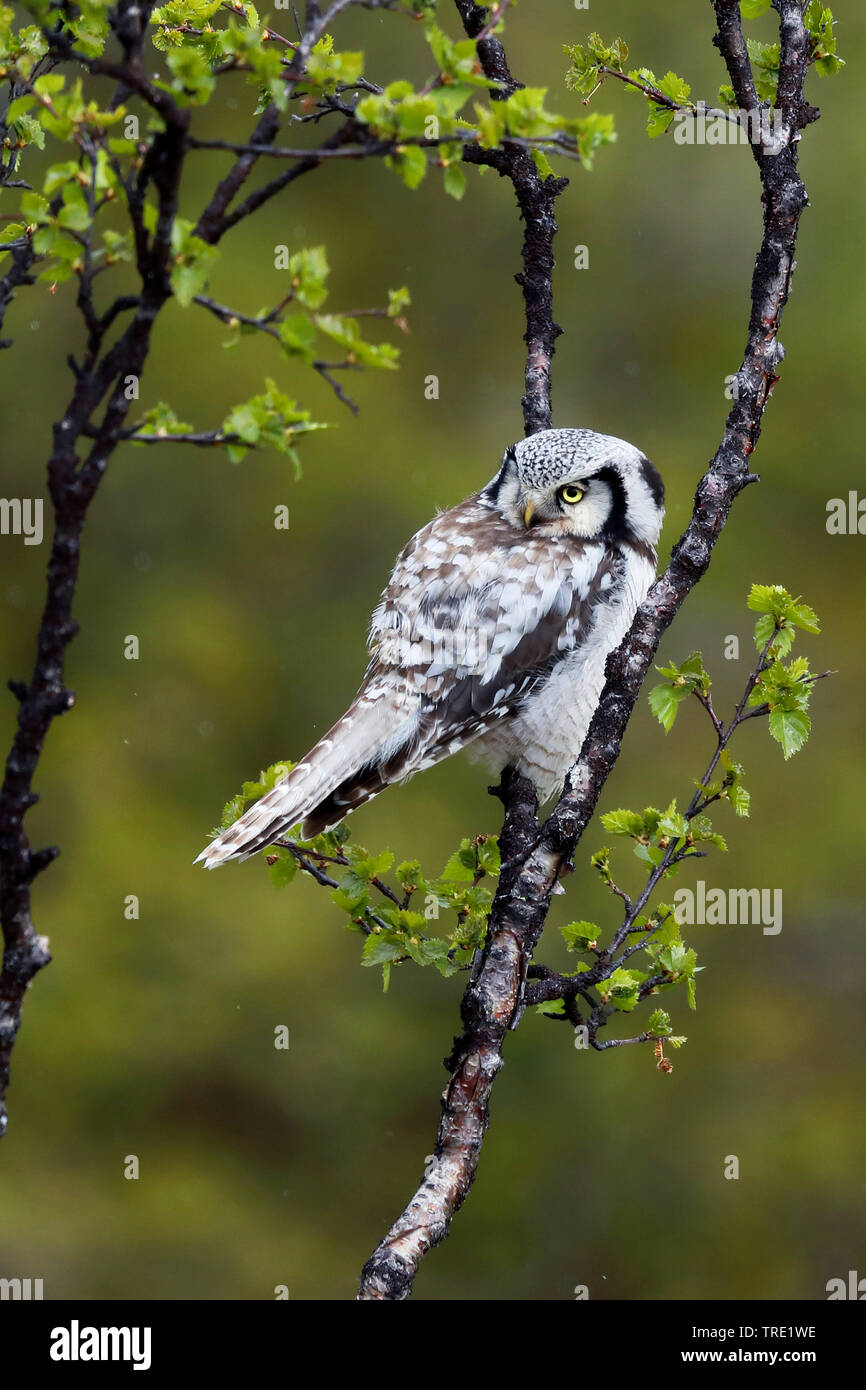 Lapland bird hi-res stock photography and images - Alamy