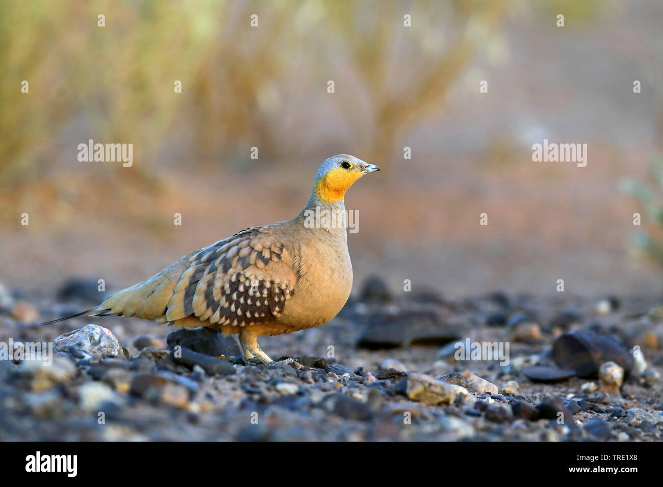 Spotted bird hi-res stock photography and images - Alamy