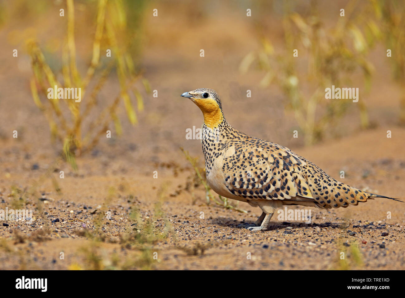 spotted sandgrouse (Pterocles senegallus), female in the desert ...