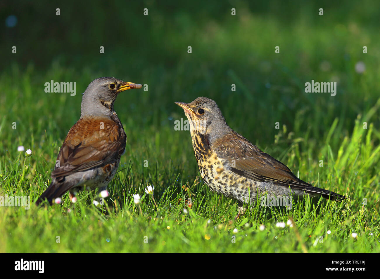 fieldfare (Turdus pilaris), adult bird feeding young bird with an earth ...