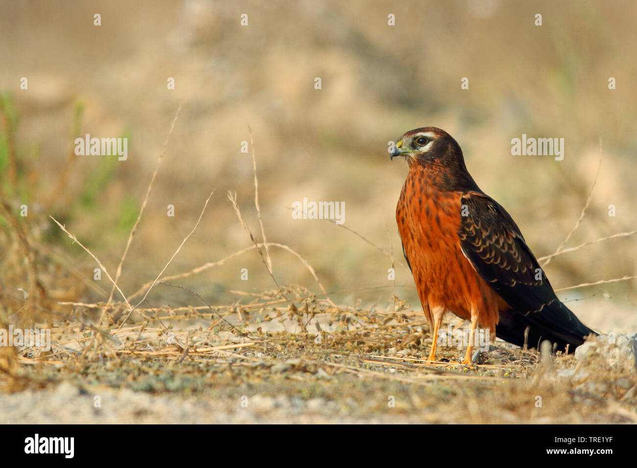montague's harrier (Circus pygargus), in juvenile plumage, sitting on ...