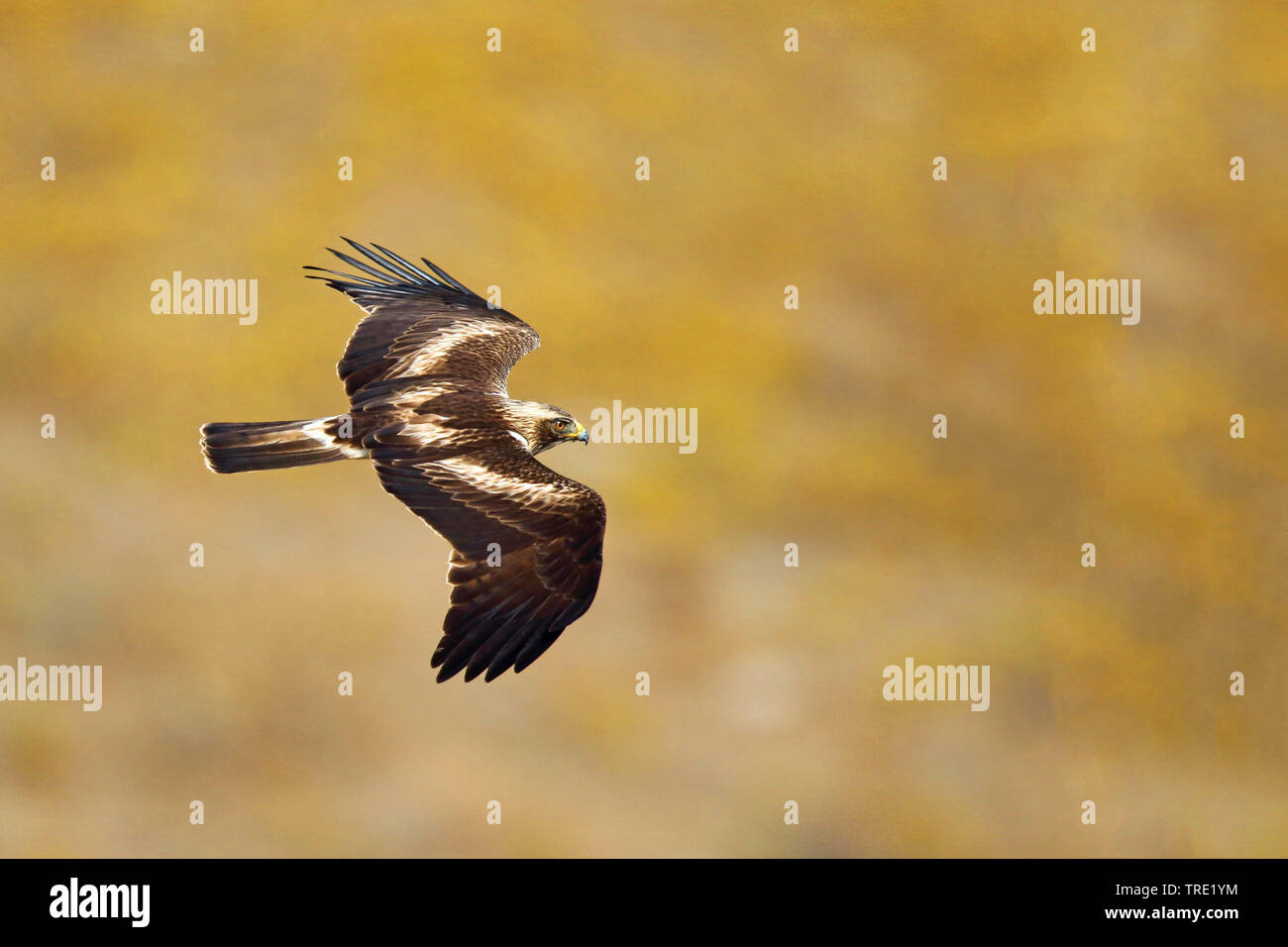 booted eagle (Hieraaetus pennatus), in flight, light morph, Spain, Andalusia Stock Photo - Alamy