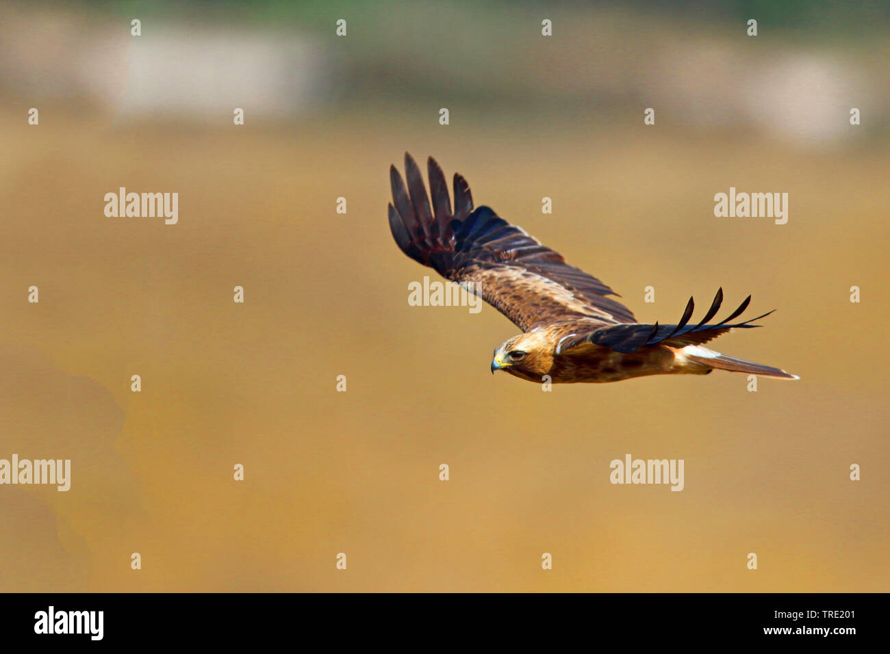 booted eagle (Hieraaetus pennatus), in flight, Spain, Andalusia Stock ...