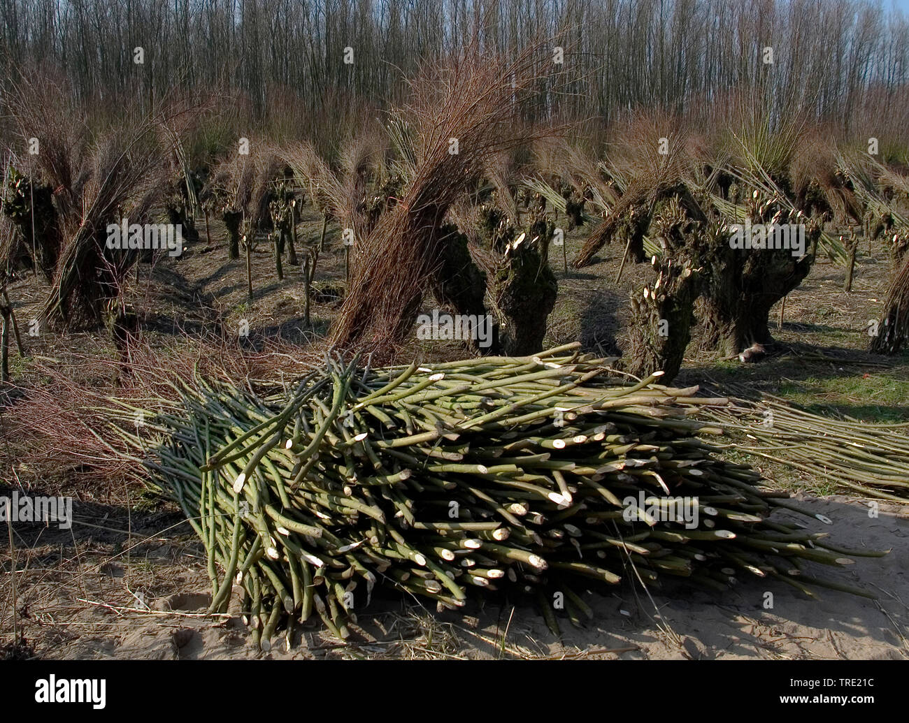 Pruned willow tree hi-res stock photography and images - Alamy