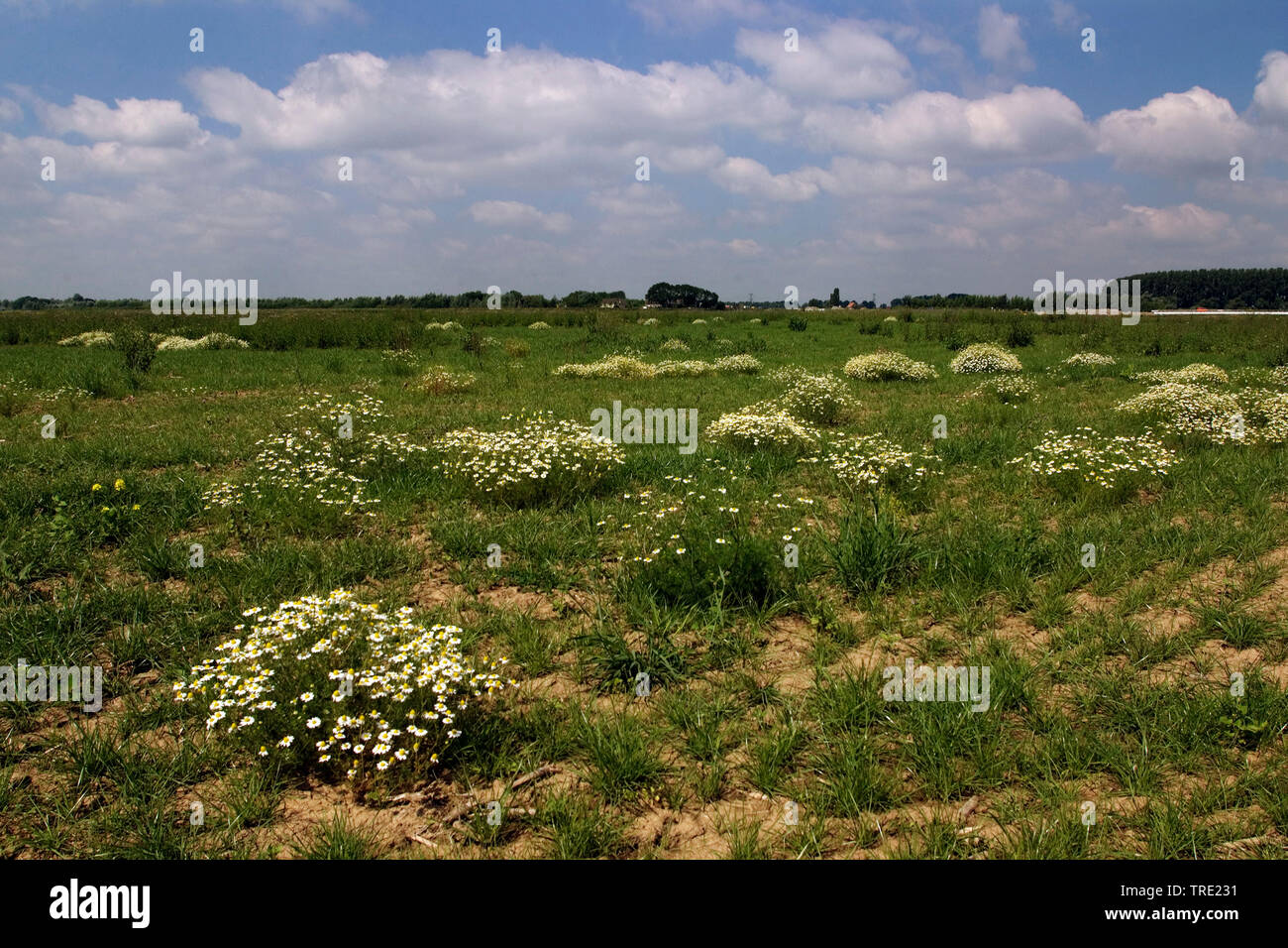 Scentless mayweed, Scentless chamomile (Tripleurospermum perforatum ...