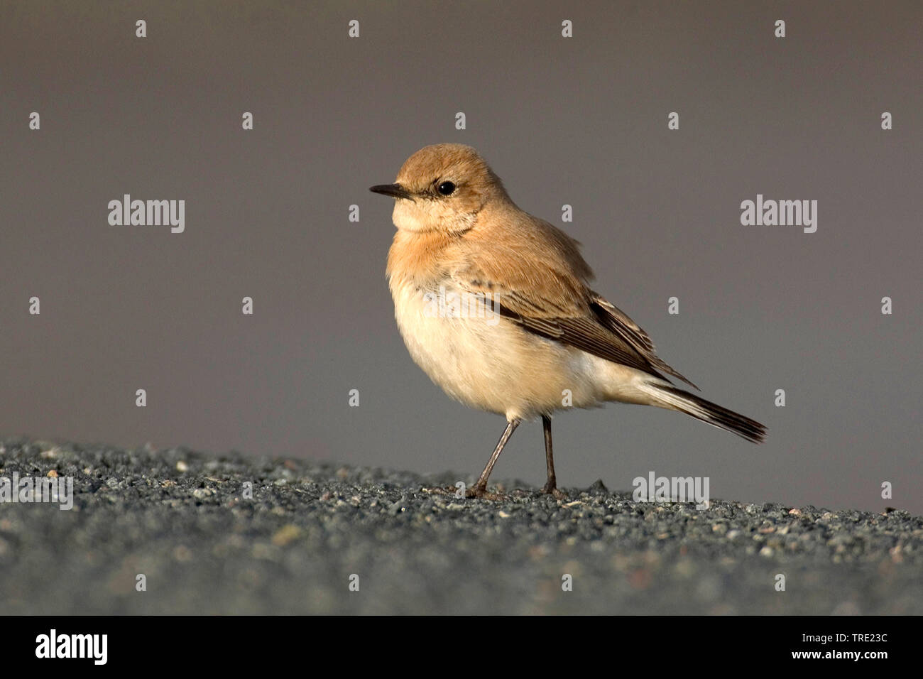 Female vagrant hi-res stock photography and images - Alamy
