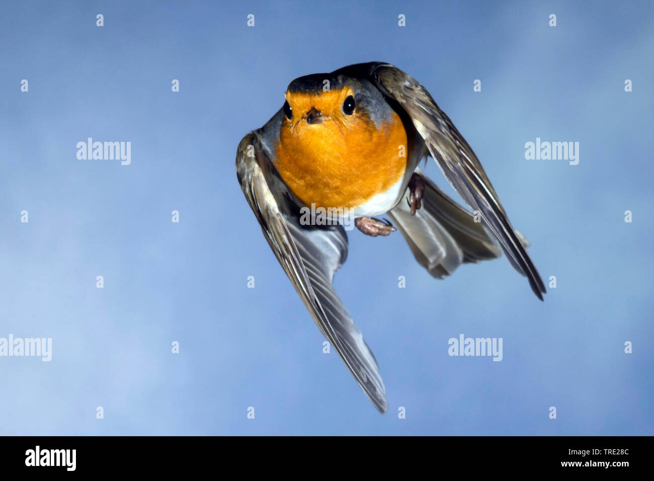 Robins In Flight High Resolution Stock Photography and Images - Alamy