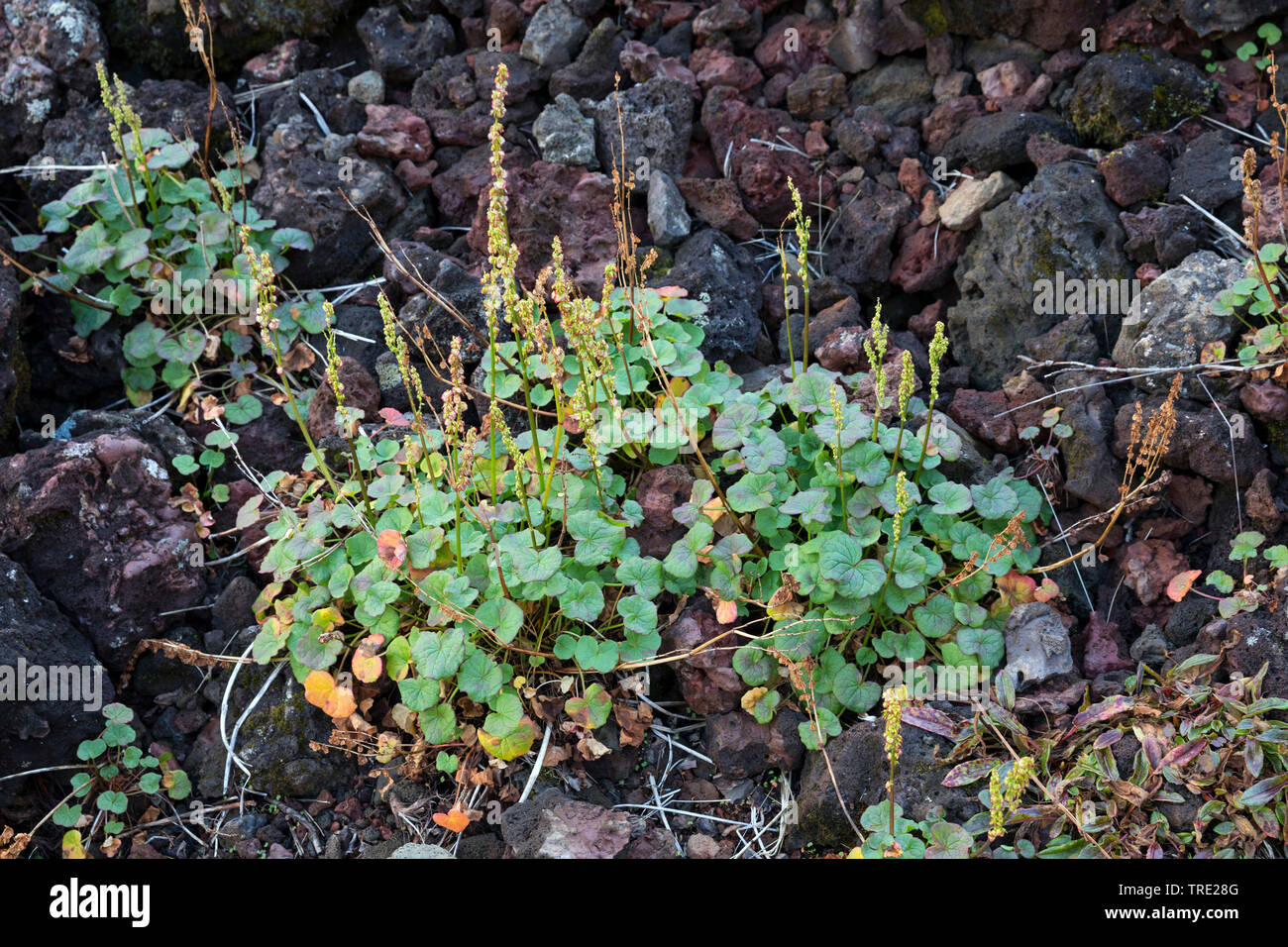 Mountain sorret, Alpine sorrell (Oxyria digyna), at a rock wall ...