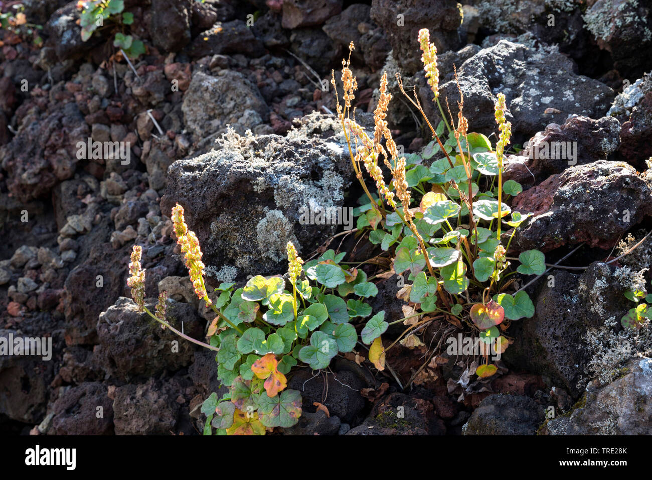 Mountain sorret, Alpine sorrell (Oxyria digyna), at a rock wall ...