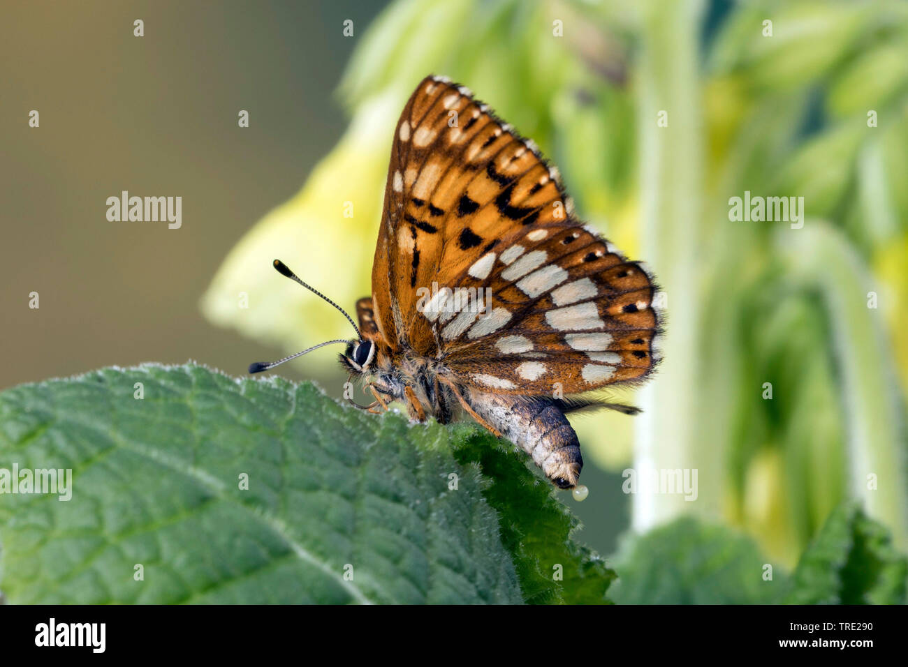 Duke of Burgundy (Hamearis lucina, Nemeobius luvina), female lays eggs ...