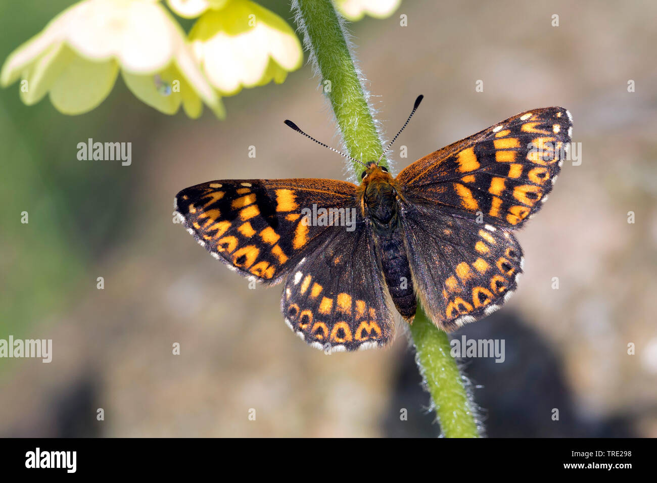 Duke of Burgundy (Hamearis lucina, Nemeobius luvina), female on ...