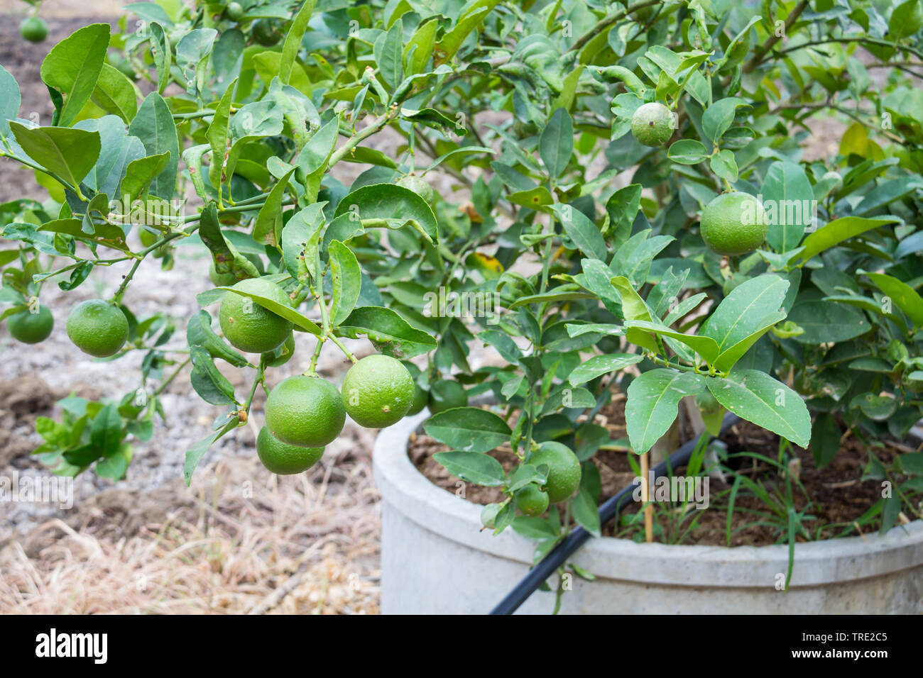 Lush lemon tree full hi-res stock photography and images - Alamy