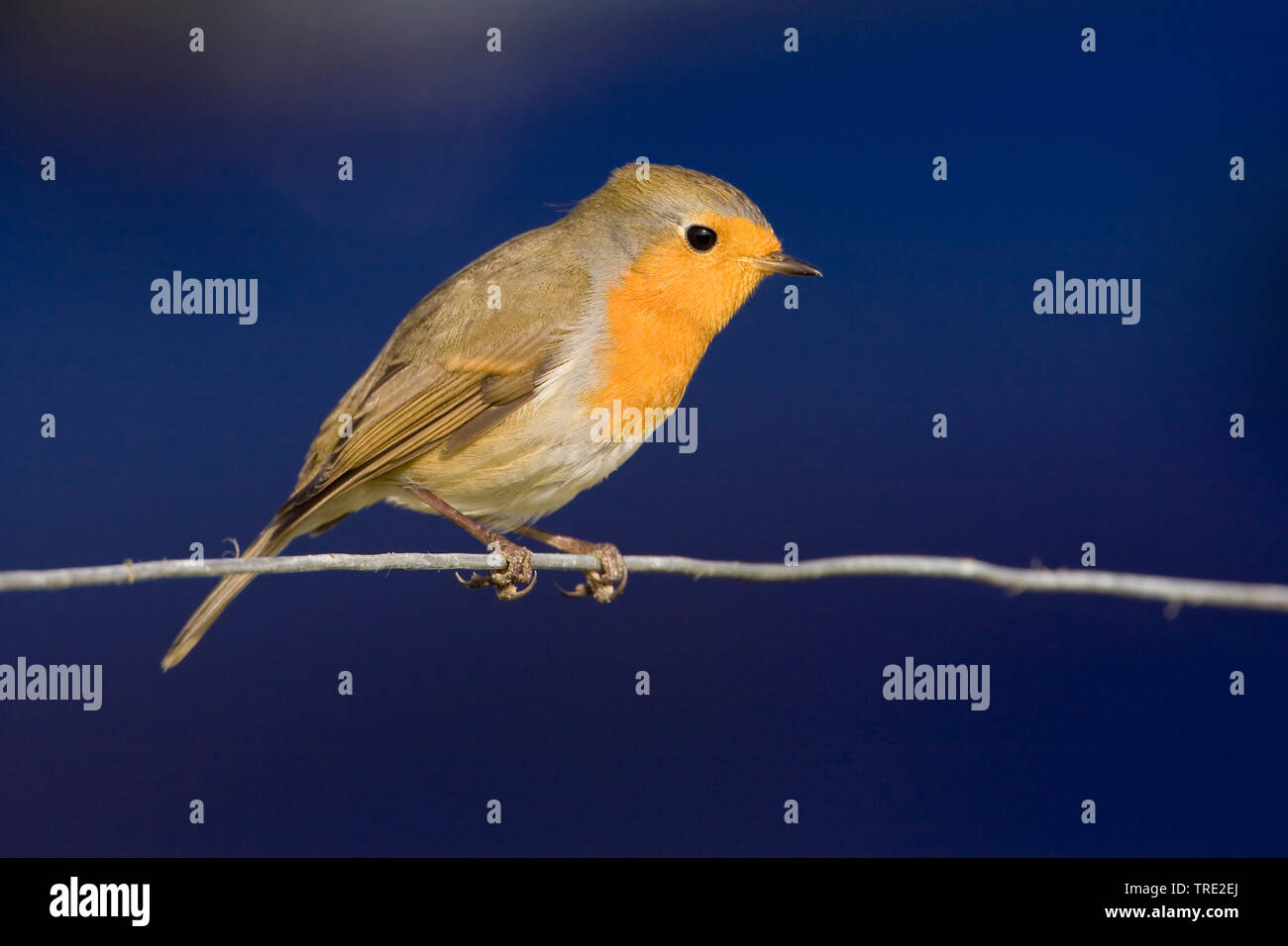 Robin on wire hi-res stock photography and images - Alamy
