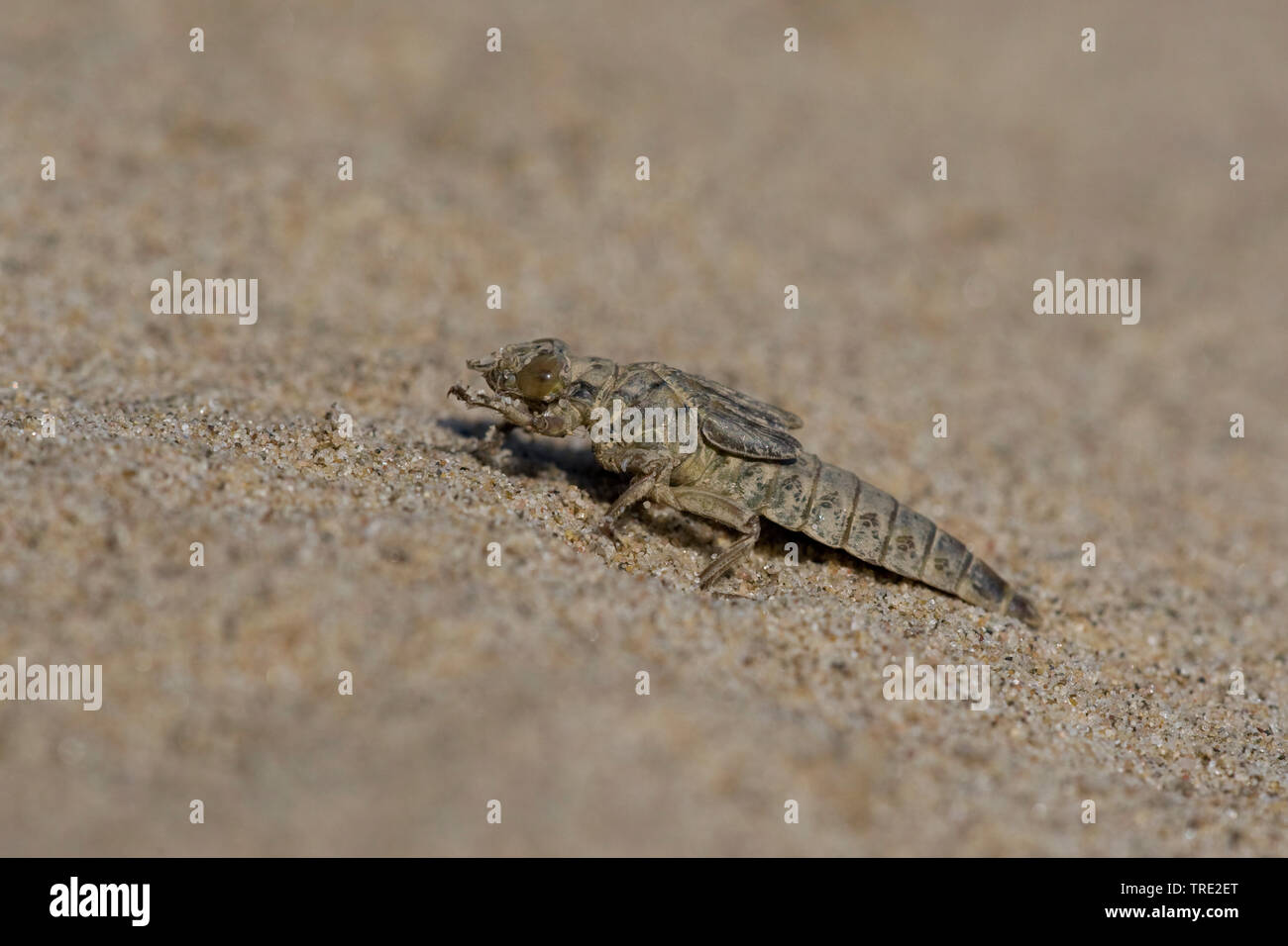 Asian gomphus (Gomphus flavipes), hatch of an Asian gomphus, series ...