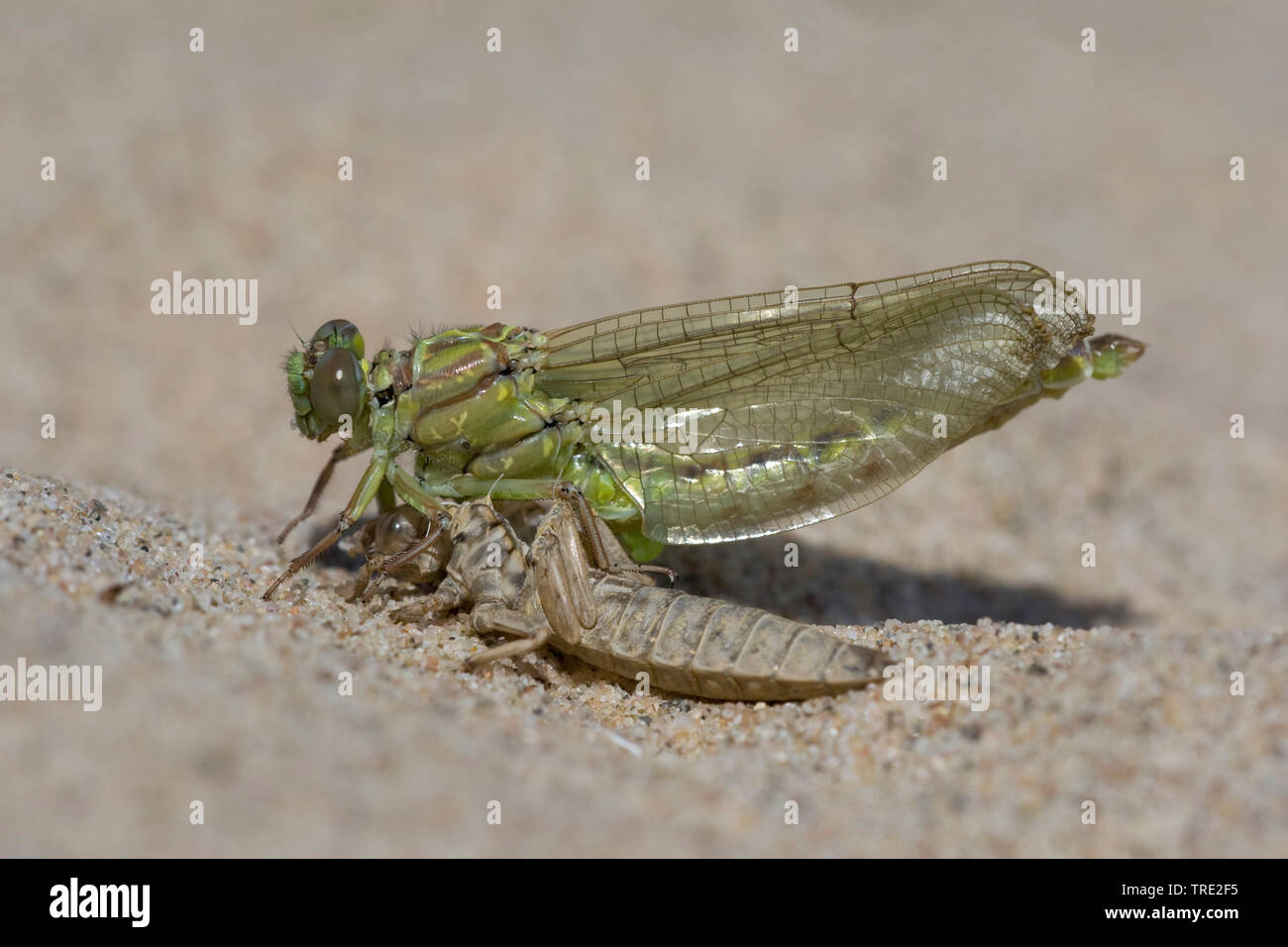 Asian gomphus (Gomphus flavipes), hatch of an Asian gomphus, series ...